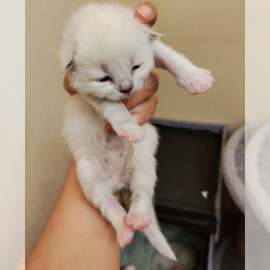 Рэгдолл котёнок