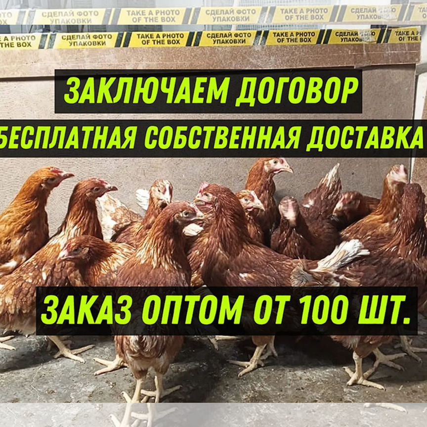 Курочки несушки в рассрочку