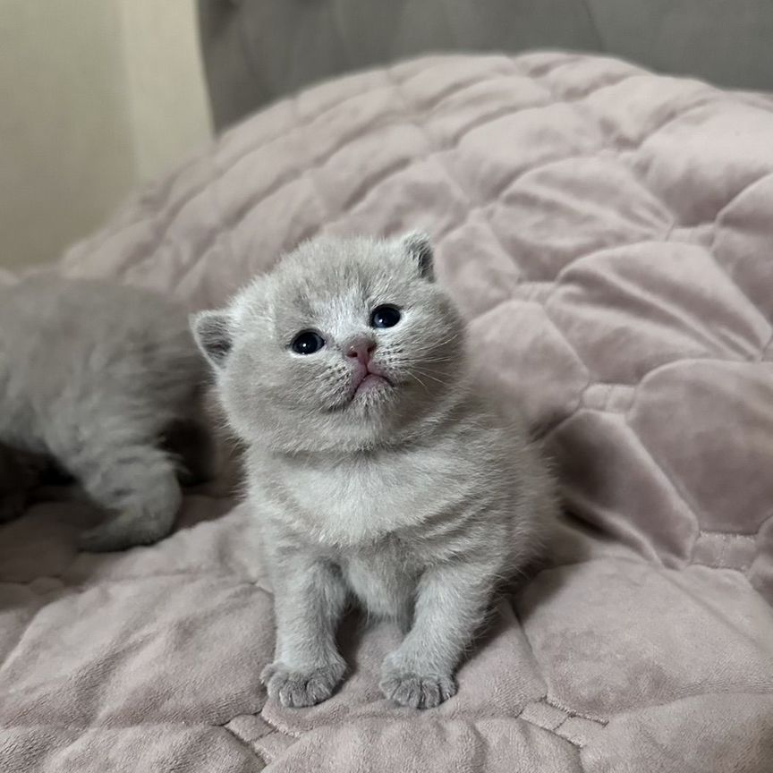 Шотландские котята