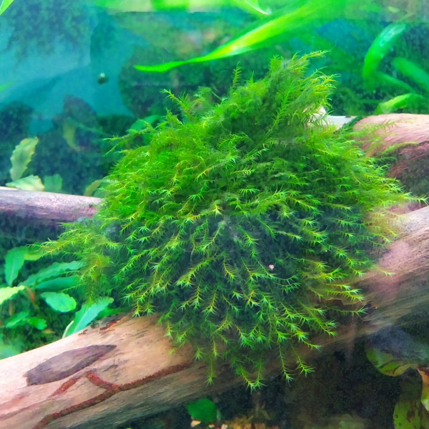 Мох феникс