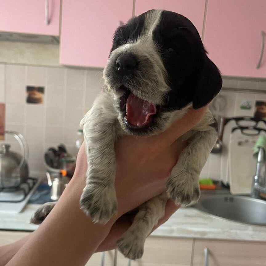 Русский охотничий спаниель, щенок