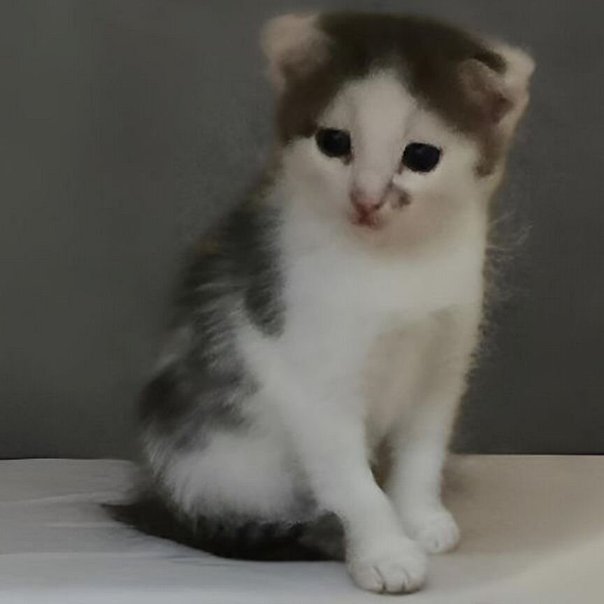 Шотландский вислоухий длинношёрстный котёнок