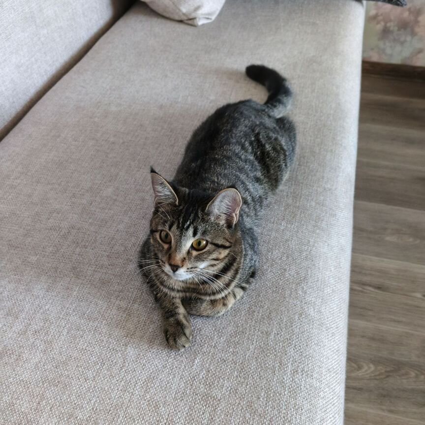 Мейн-кун котёнок