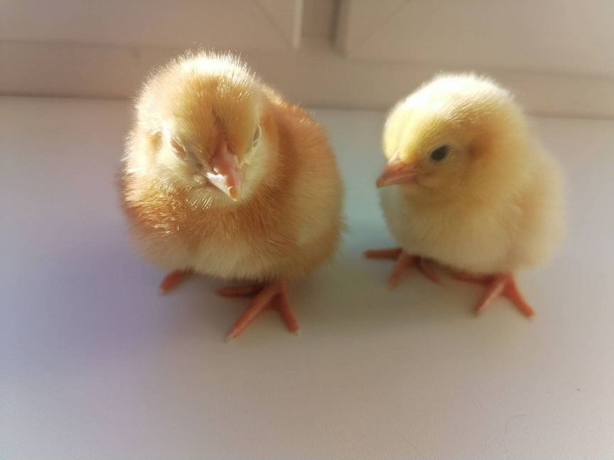 Подрощенные петушки