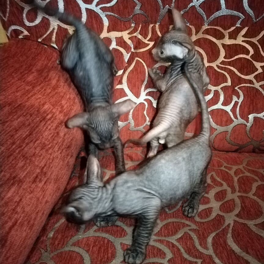 Продам котят сфинксы