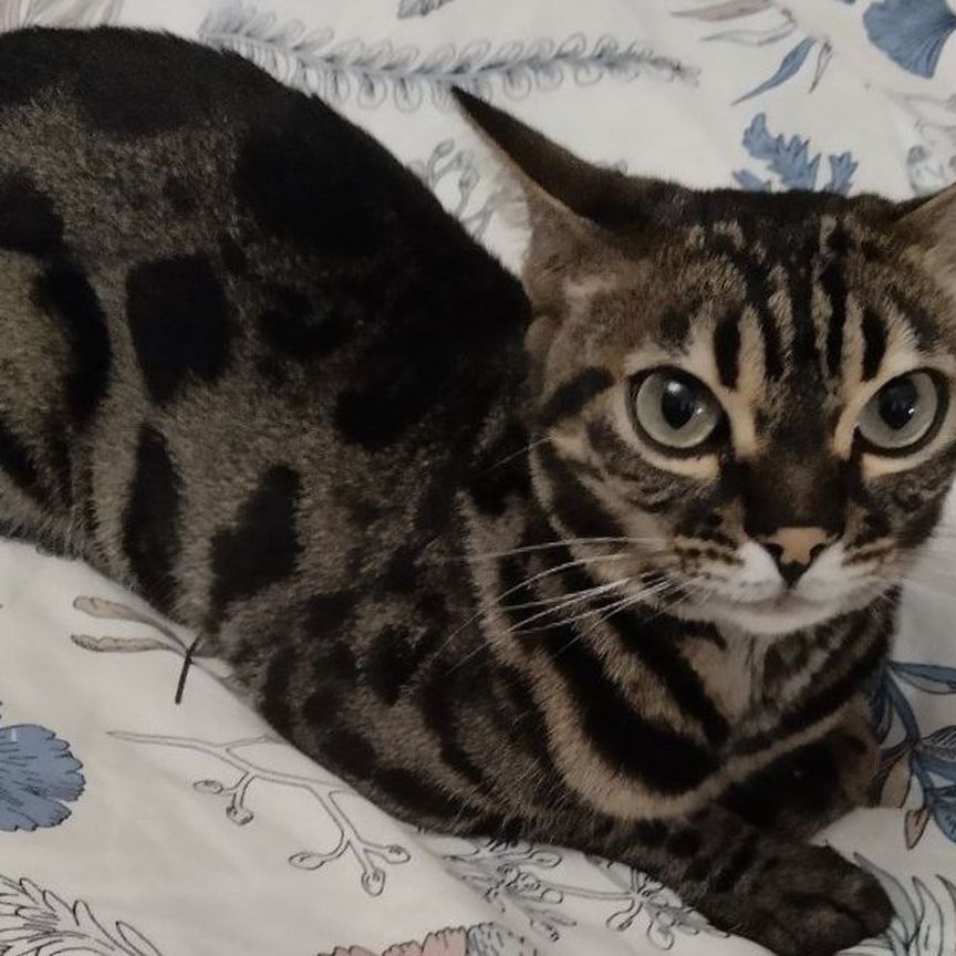 Бенгальская, взрослая кошка