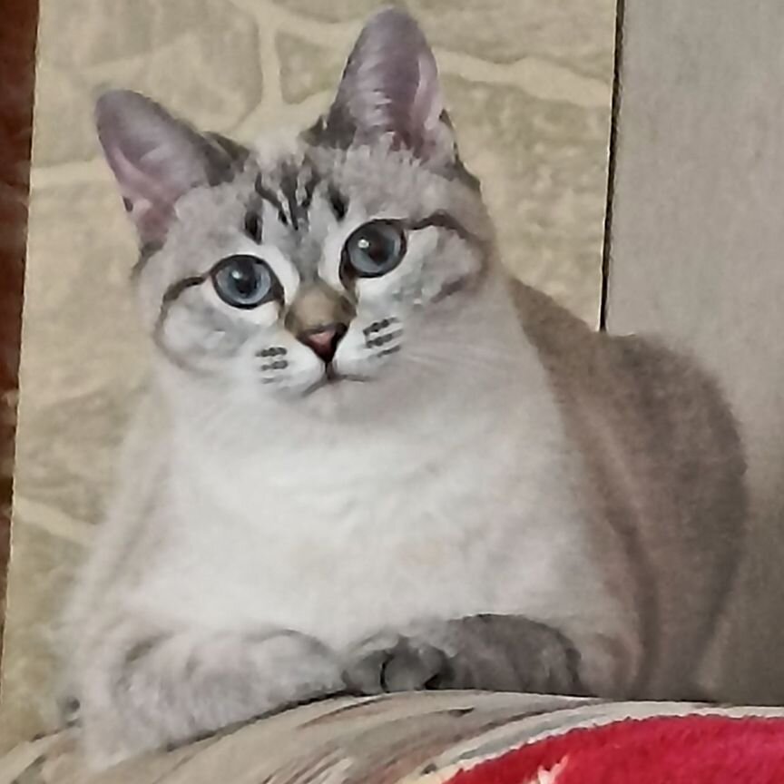 Вязка бесплатно