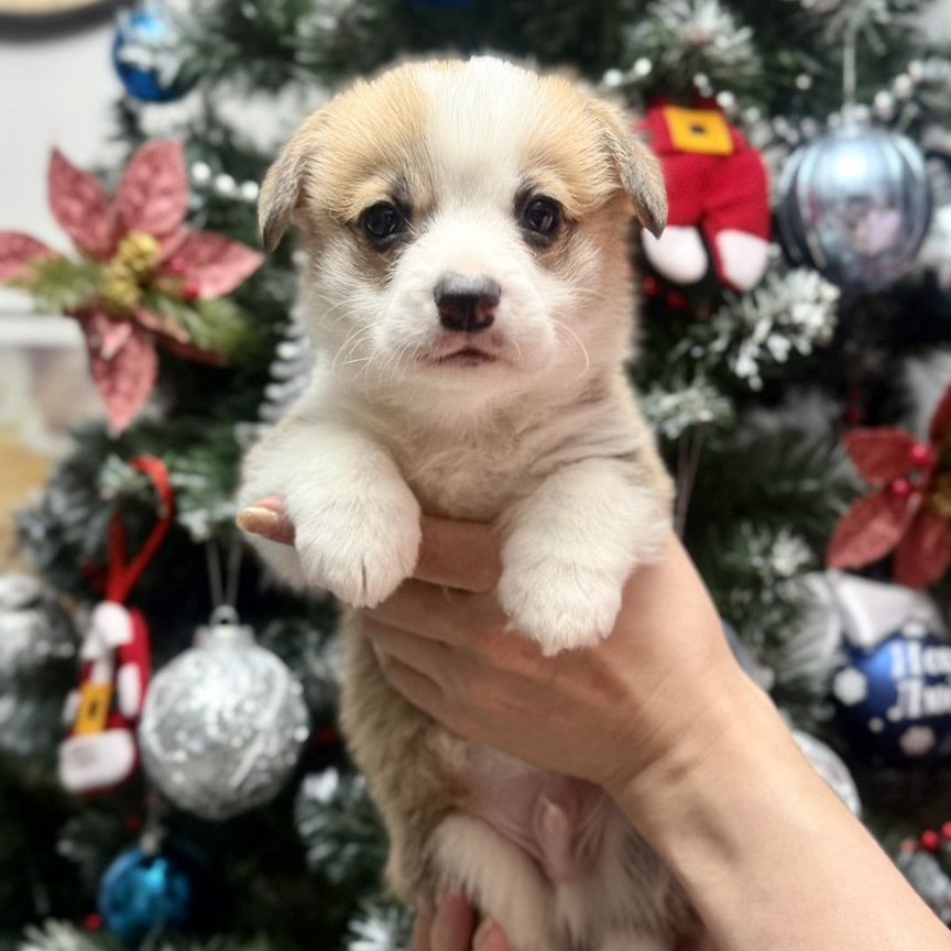 Вельш Корги Пемброк, щенок