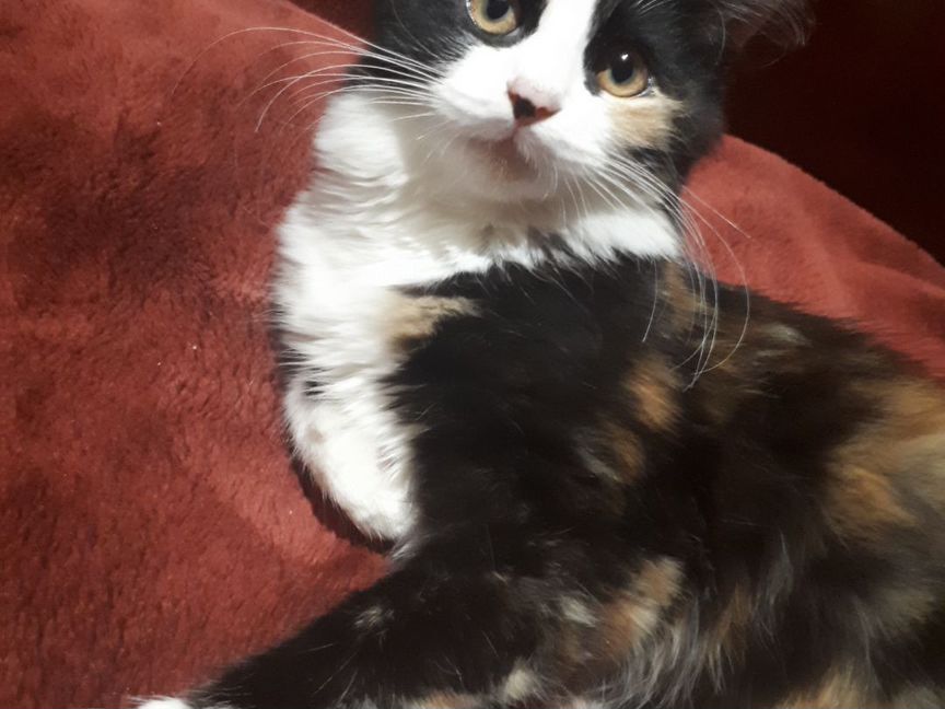 Кошка, котенок