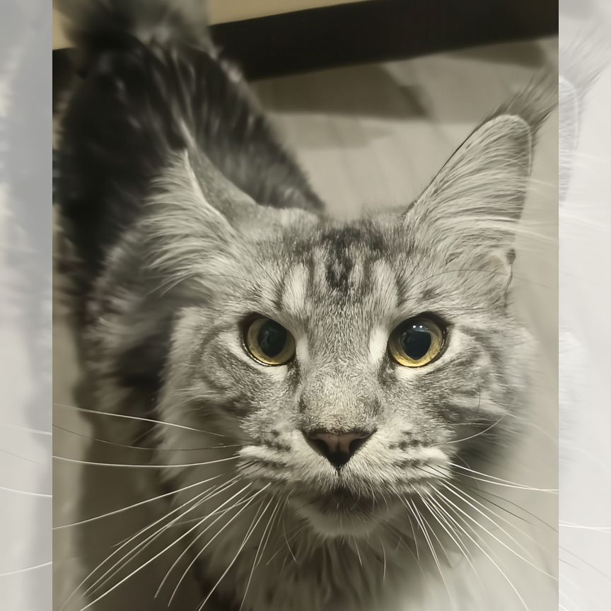 Мейн-кун, взрослый кот