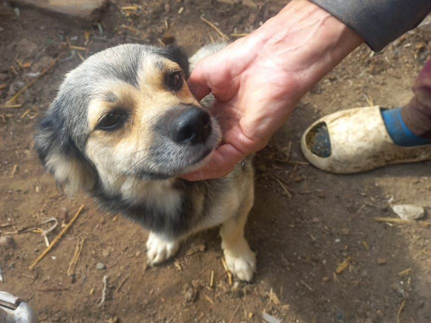 Маленькая собачка, Маришка