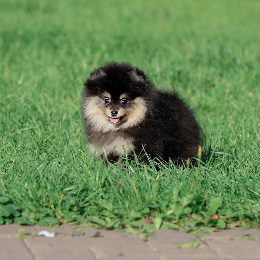 Померанский шпиц