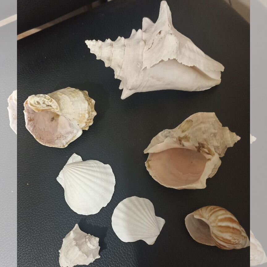 Морские ракушки