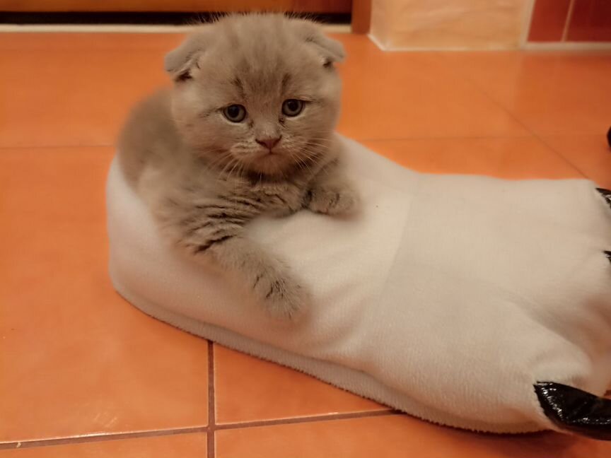 Шотландские котята