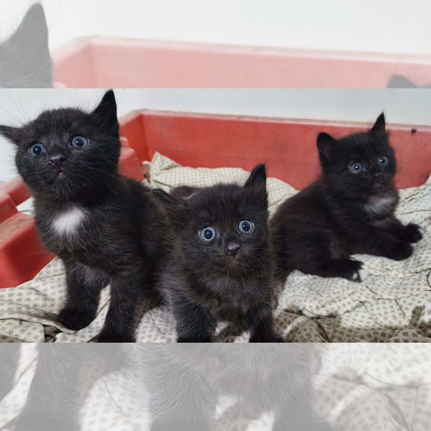 Котята отдам в добрые руки бесплатно