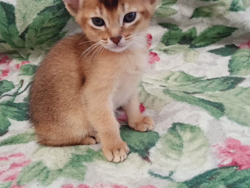 Абиссинские котята