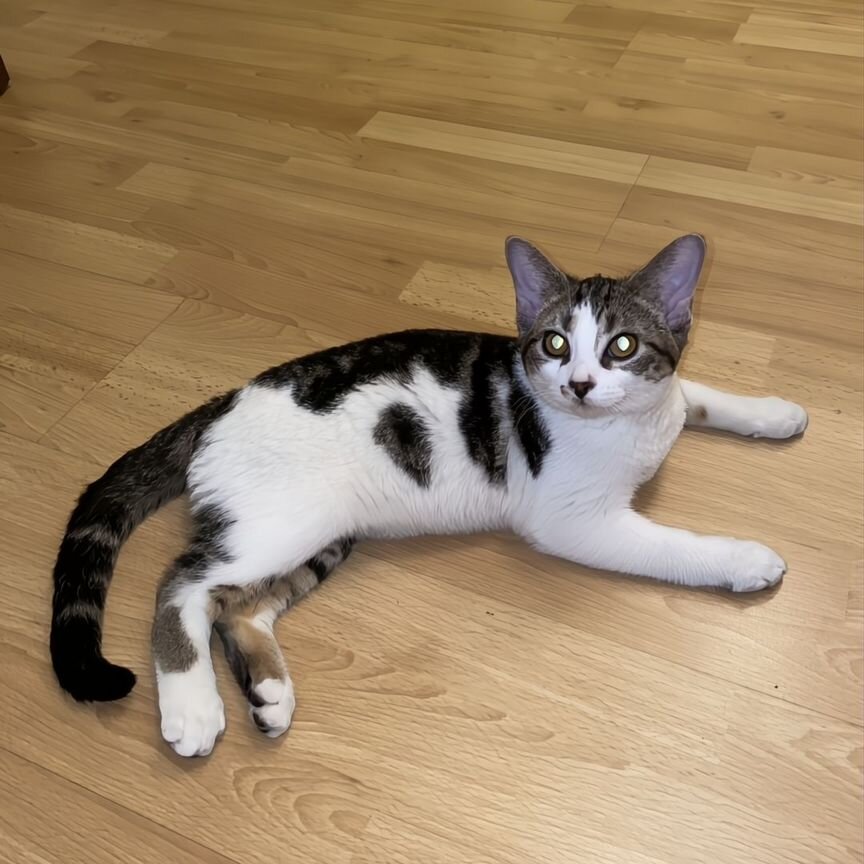 Котёнок в добрые руки