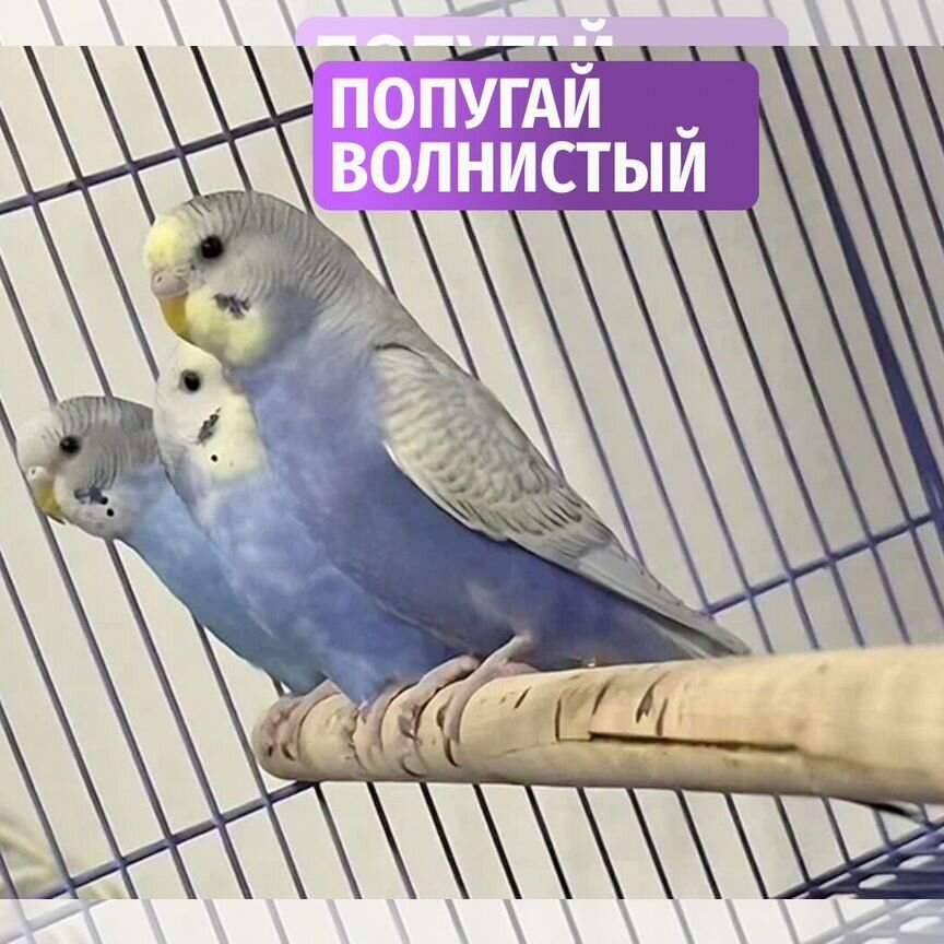 Попугай Волнистый