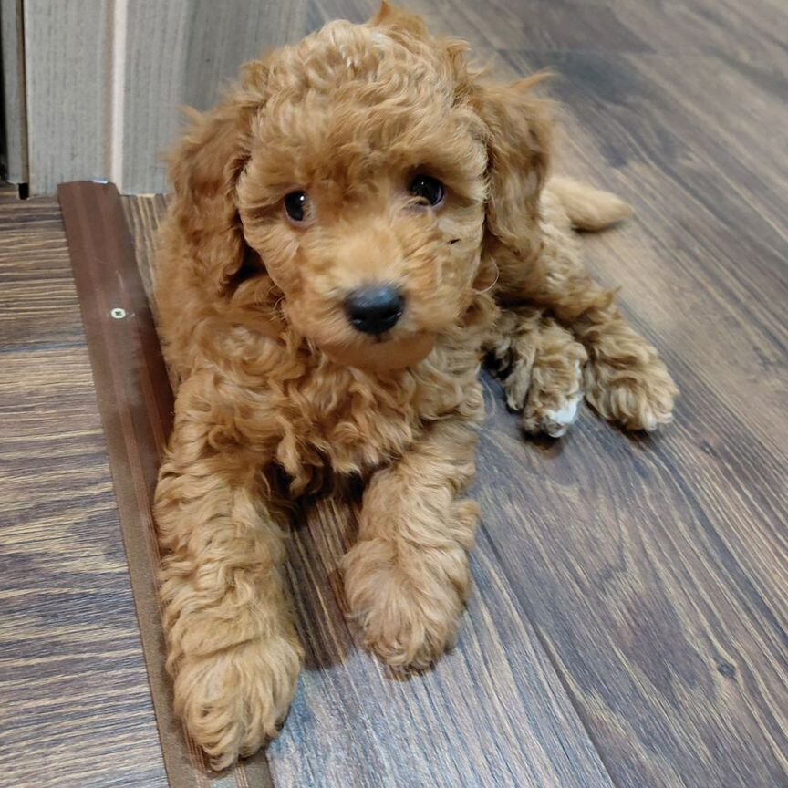 Той-пудель, щенок