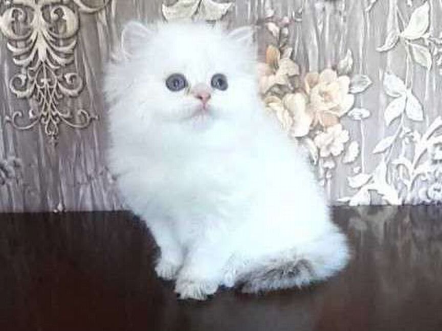 Персидская