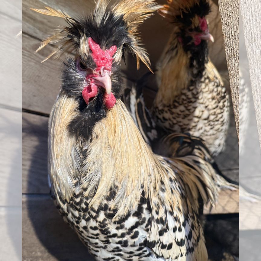 Продам петуха Павловское золото