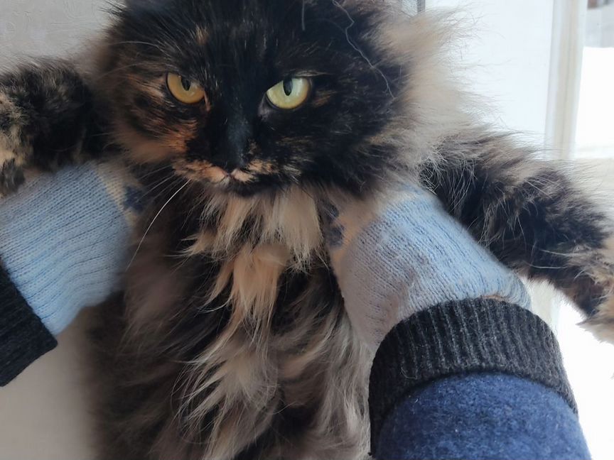 Кошка Пусенька