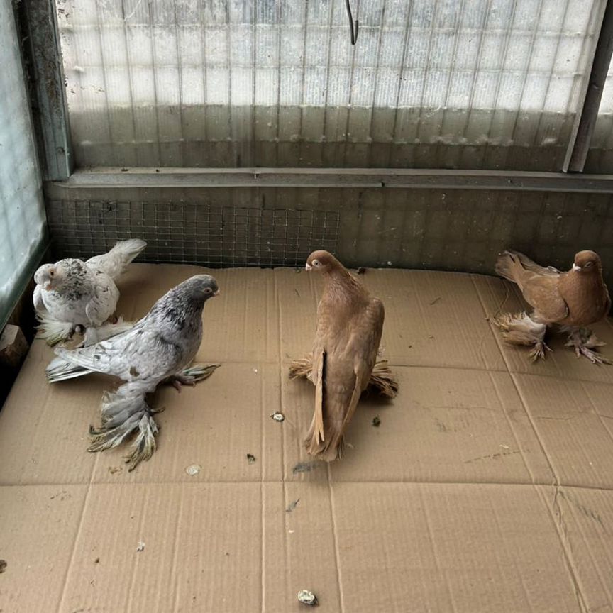 Голуби малоносые