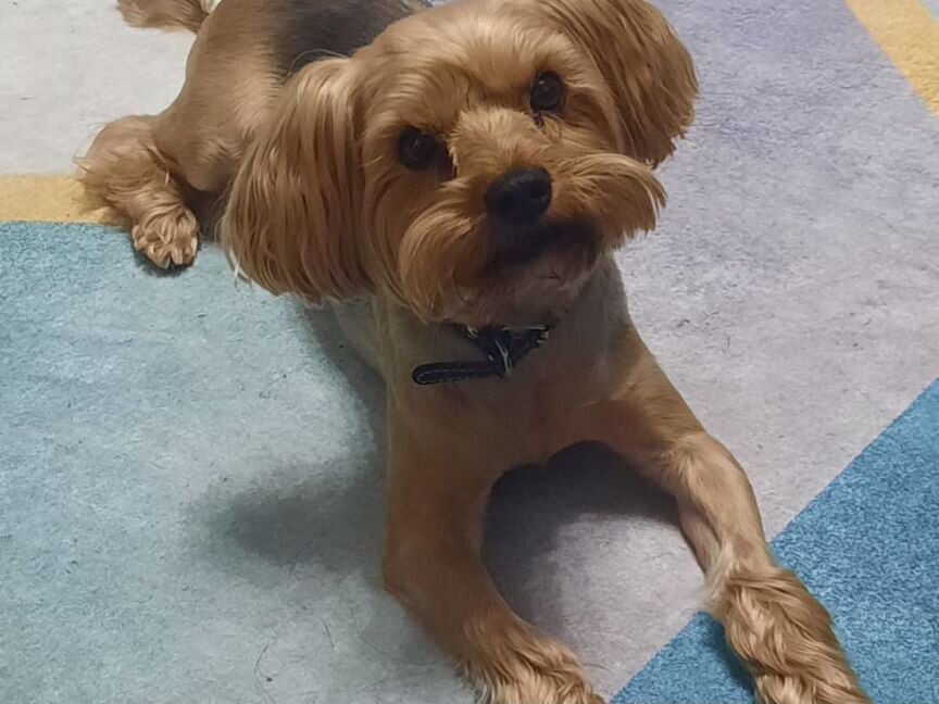 Отдам собаку бесплатно