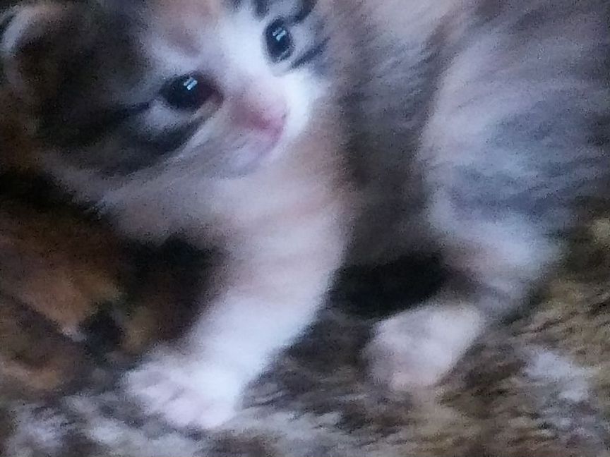 Курильский бобтейл