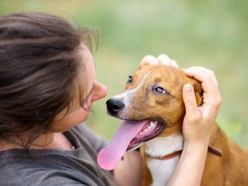 Щенок ищет дом