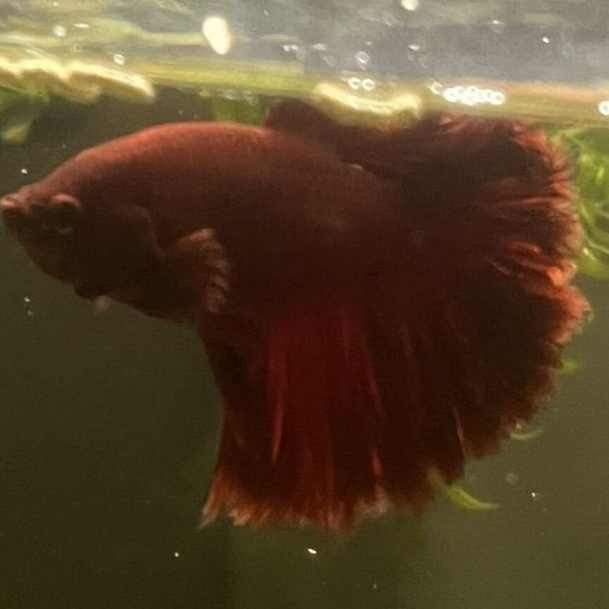 Рыбка петушок