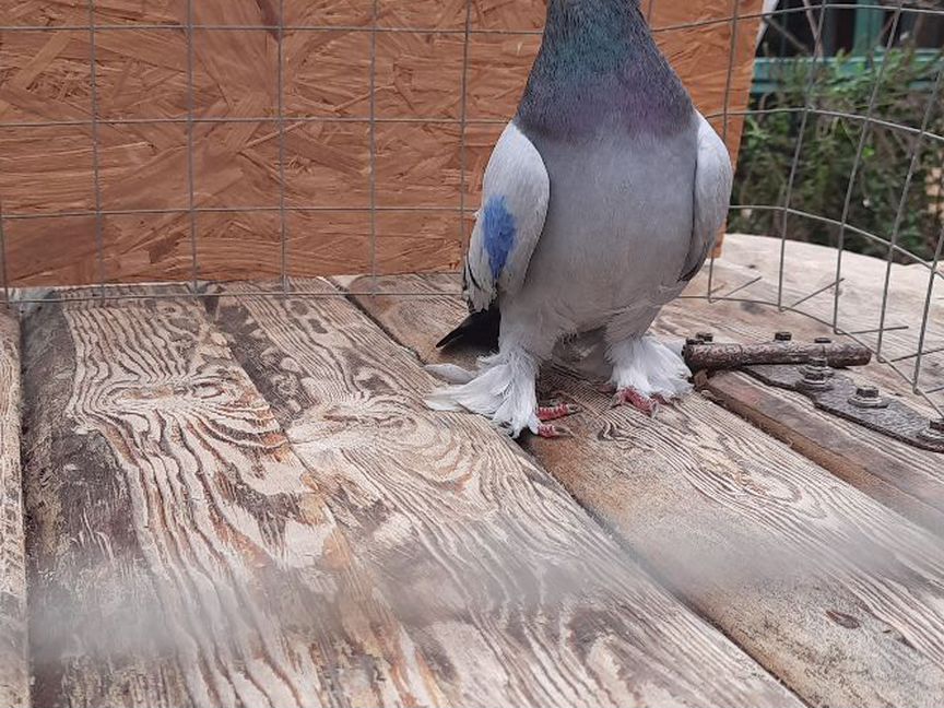 Голуби Ташкены Краснодарские