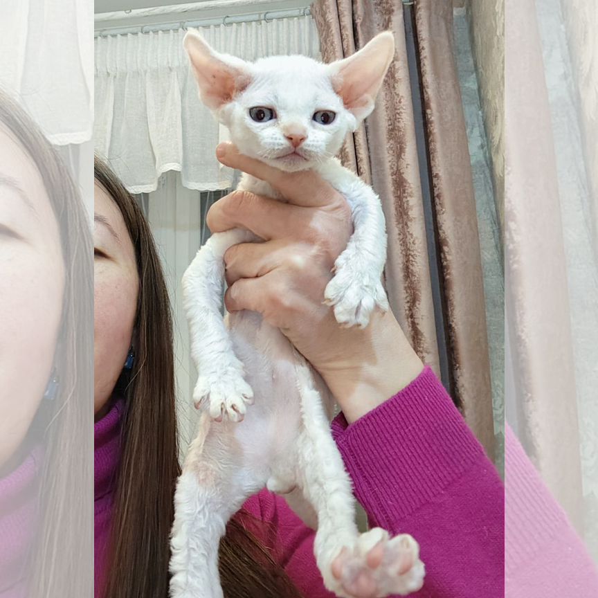 Девон-рекс котёнок