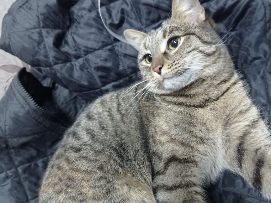 Ищем дом и любящих хозяев