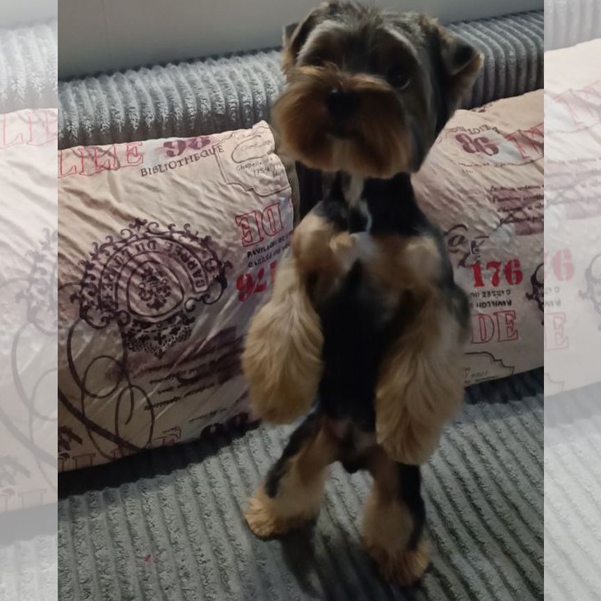 Йоркширский терьер, взрослый пёс