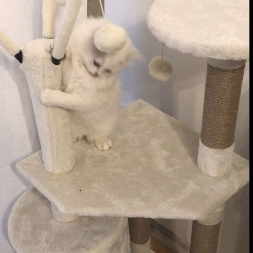 Когтеточка с домиком и лежанкой