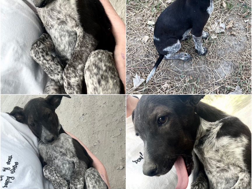 Щенок помесь курцхаар в добрые руки