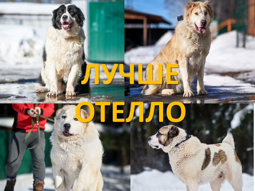 Пуп Земли или Отелло