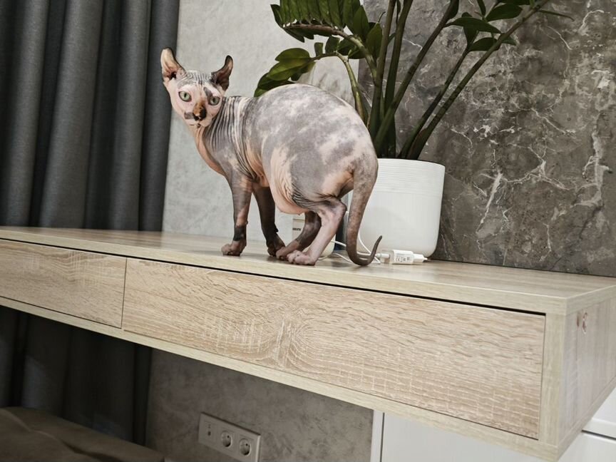 Кошка сфинкс