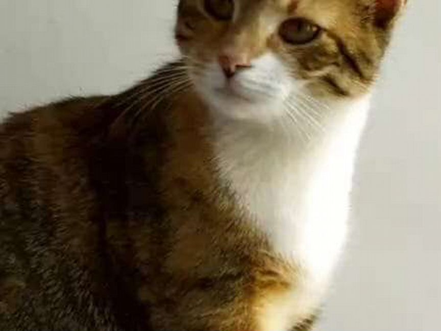 Кошечка Анфиса