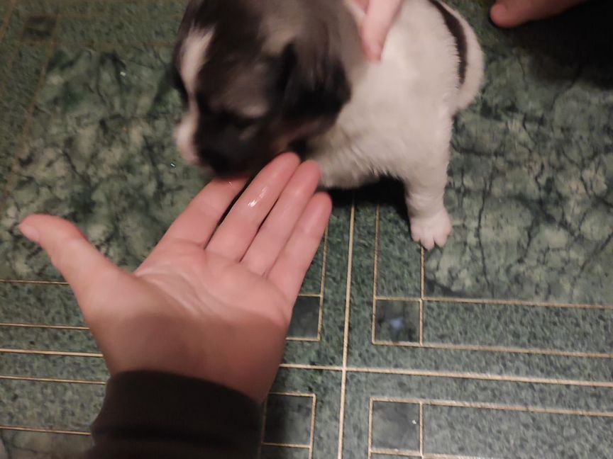 Собака в добрые руки отдам бесплатно