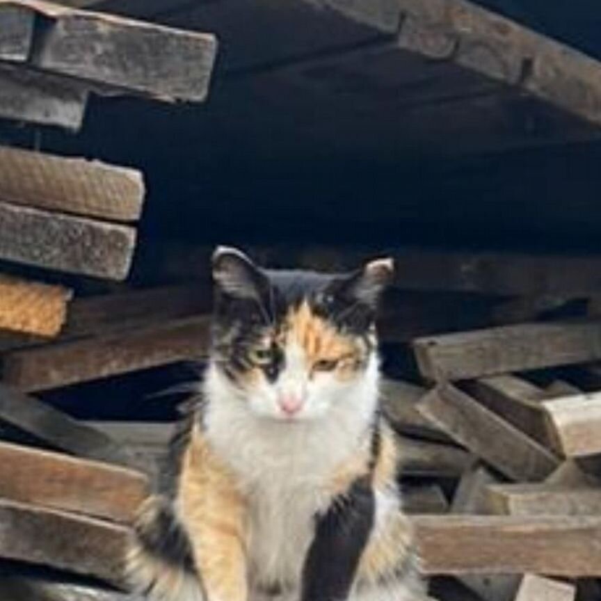 Кошечку бросили в садах