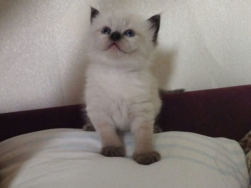 Котята британцы