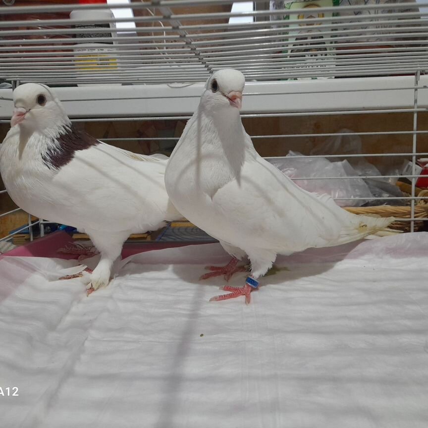 Голубь ижевский