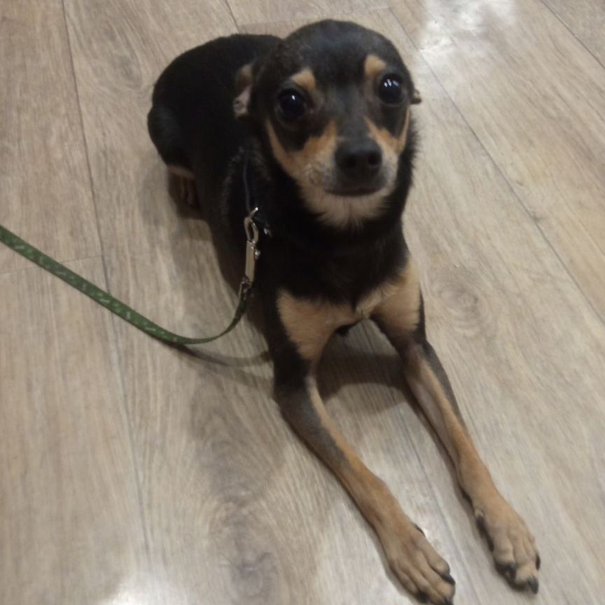 Русский той-терьер, взрослый пёс