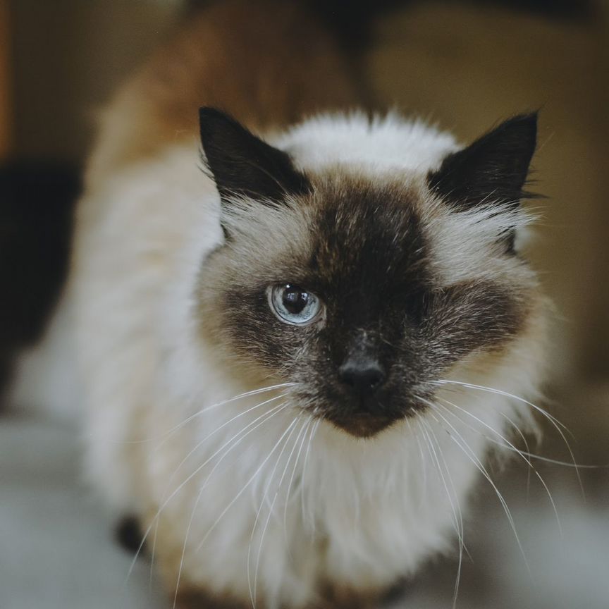 Помогите особенной Тае стать домашней и любимой