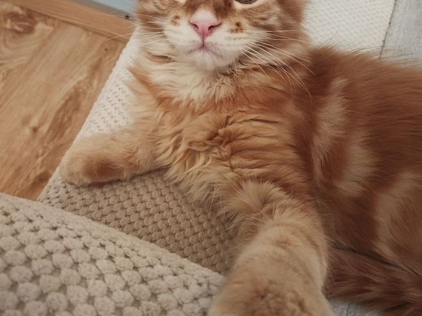 Продам котят породы Мейн-кун