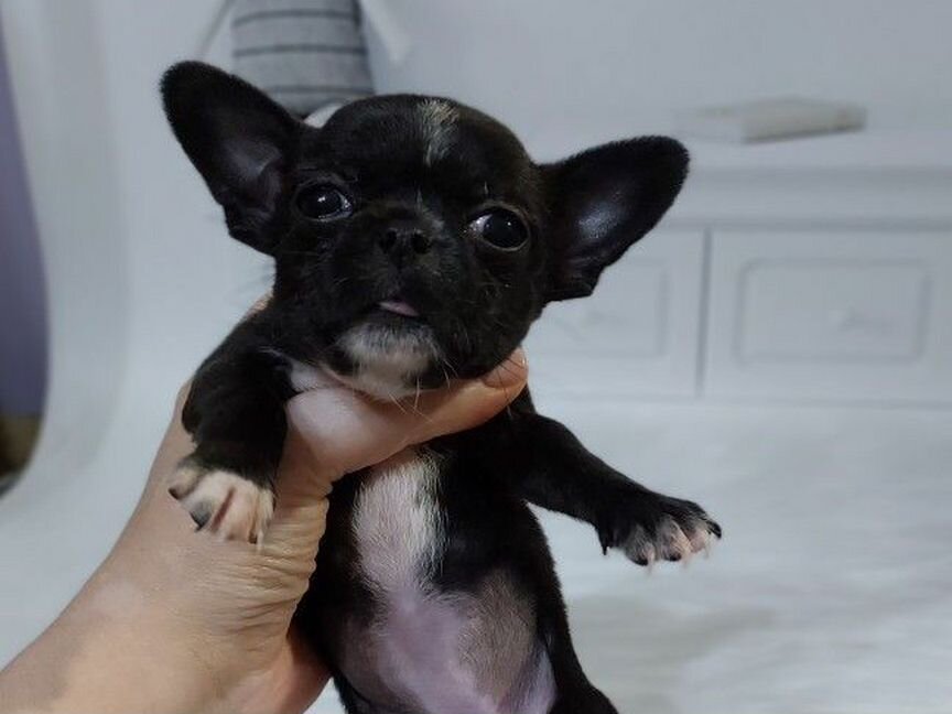 Чихуахуа девочка 2 мес. мини