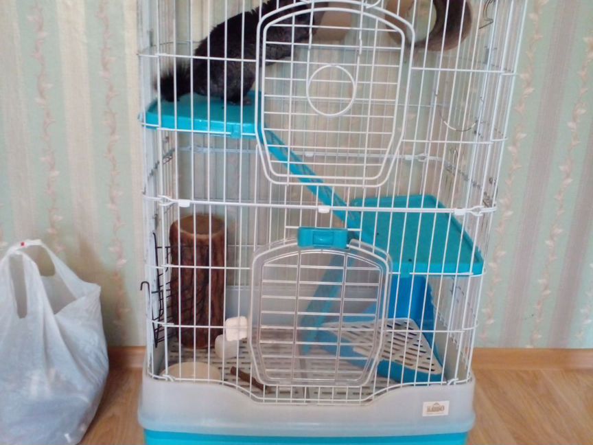 Шиншилла с клеткой