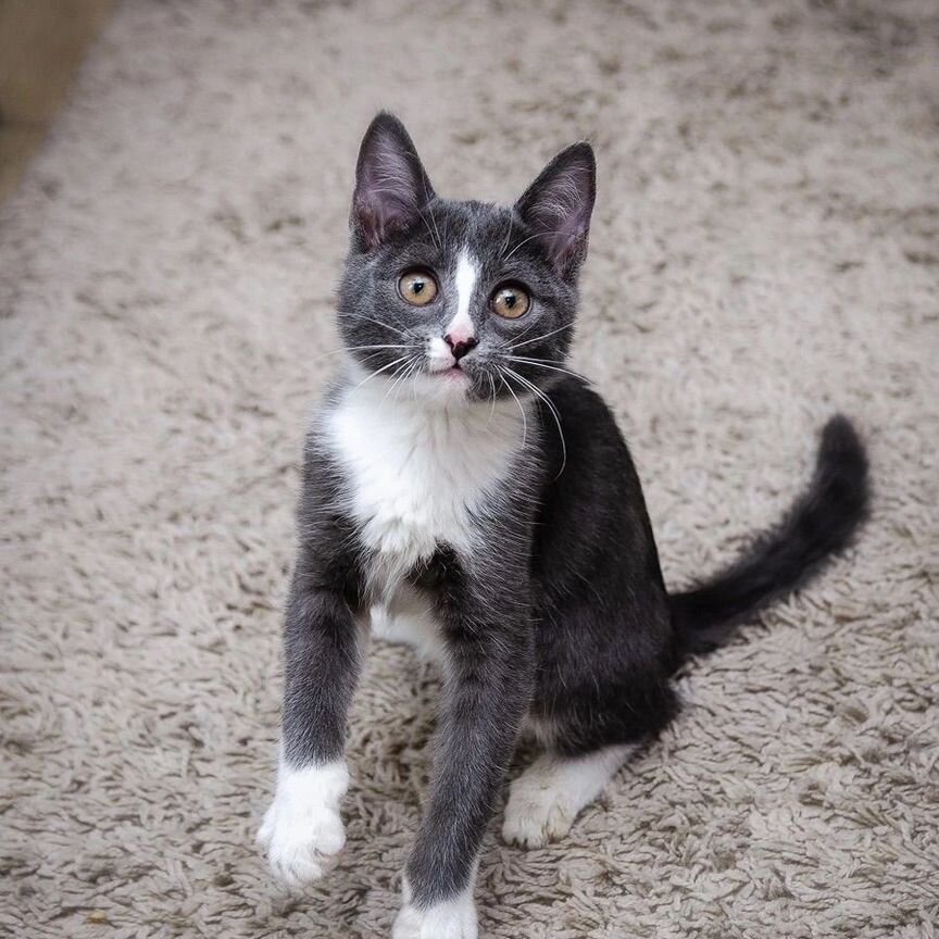 Пусечка (3 мес.) котенок балеринка)